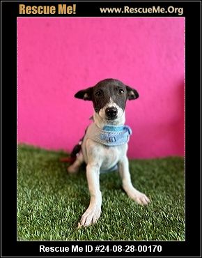 - California Corgi Rescue - ADOPTIONS - Rescue Me!