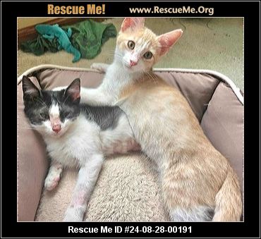 - Wisconsin Cat Rescue - ADOPTIONS - Rescue Me!