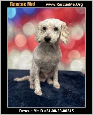 - California Poodle Rescue - ADOPTIONS - Rescue Me!