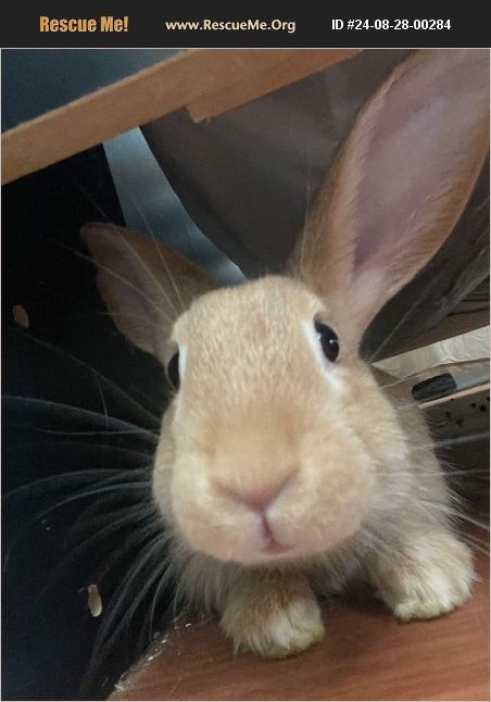 ADOPT 24082800284 ~ Rabbit Rescue ~ Raleigh, NC