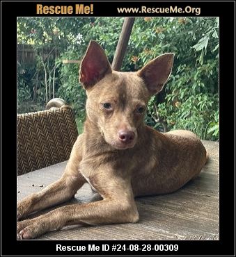 - Florida Rat Terrier Rescue - ADOPTIONS - Rescue Me!