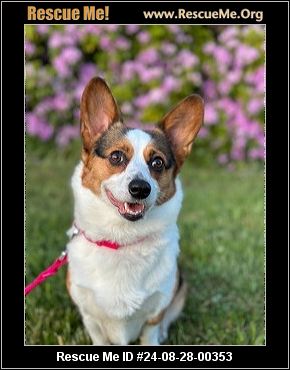 - Oregon Dog Rescue - ADOPTIONS - Rescue Me!