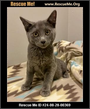 - Missouri Cat Rescue - ADOPTIONS - Rescue Me!