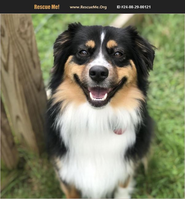 ADOPT 24082900121 ~ Australian Shepherd Rescue ~ Chatham, NJ