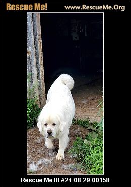 - New York Dog Rescue - ADOPTIONS - Rescue Me!