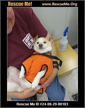 - California Corgi Rescue - ADOPTIONS - Rescue Me!