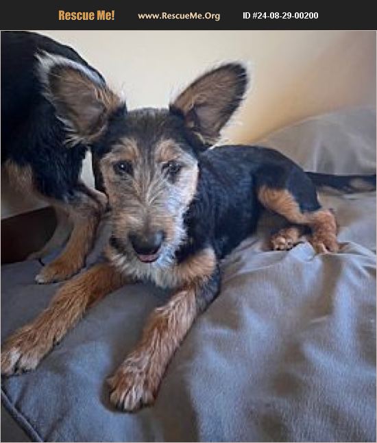 ADOPT 24082900200 ~ Scottish Terrier Rescue ~ Los Angeles, CA