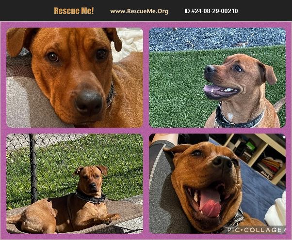ADOPT 24082900210 ~ Rhodesian Ridgeback Rescue ~ Pennsylvania