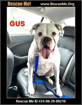 - Missouri Boxer Rescue - ADOPTIONS - Rescue Me!