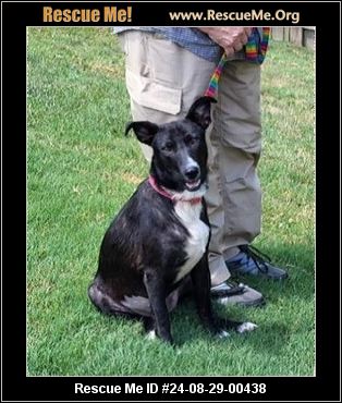 - Virginia Dog Rescue - ADOPTIONS - Rescue Me!