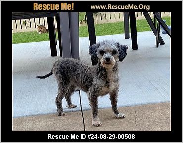 - Oklahoma Dog Rescue - ADOPTIONS - Rescue Me!