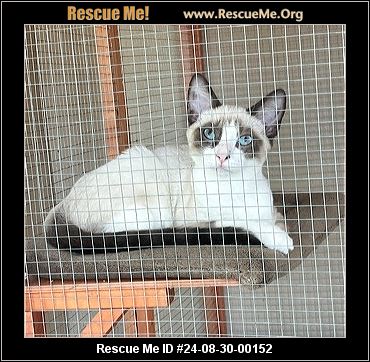 - California Siamese Rescue - ADOPTIONS - Rescue Me!