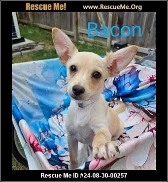 - Colorado Dog Rescue - ADOPTIONS - Rescue Me!
