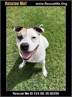 - Arizona Pit Bull Rescue - ADOPTIONS - Rescue Me!