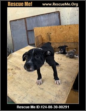 - California American Bulldog Rescue - ADOPTIONS - Rescue Me!