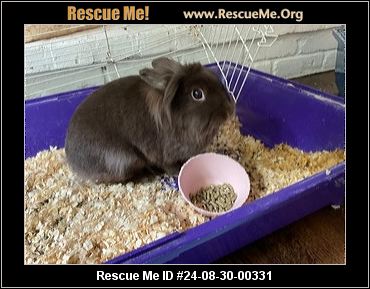 - Connecticut Rabbit Rescue - ADOPTIONS - Rescue Me!