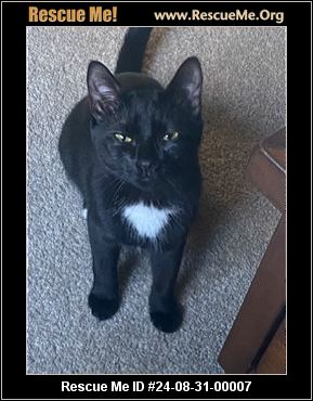 - Washington Cat Rescue - ADOPTIONS - Rescue Me!