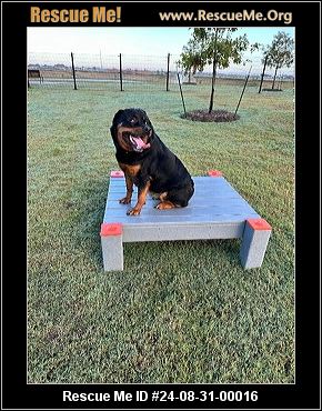- Texas Rottweiler Rescue - ADOPTIONS - Rescue Me!