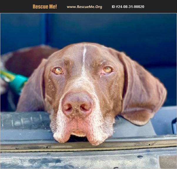 ADOPT 24083100020 ~ German Shorthaired Pointer Rescue ~ Portland, OR