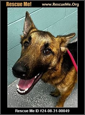 - Texas German Shepherd Rescue - ADOPTIONS - Rescue Me!