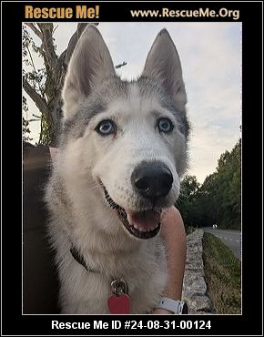- Virginia Siberian Husky Rescue - ADOPTIONS - Rescue Me!