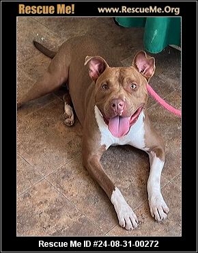 - Arizona Pit Bull Rescue - ADOPTIONS - Rescue Me!