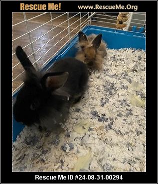 - California Rabbit Rescue - ADOPTIONS - Rescue Me!