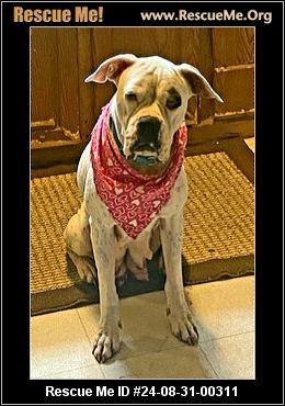 - Texas Boxer Rescue - ADOPTIONS - Rescue Me!