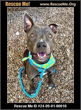 - Arizona Dog Rescue - ADOPTIONS - Rescue Me!