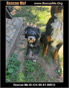 - Colorado Dog Rescue - ADOPTIONS - Rescue Me!