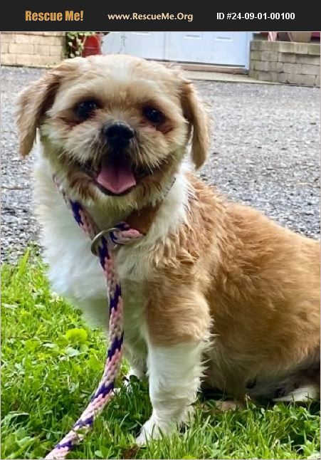 ADOPT 24090100100 ~ Shih Tzu Rescue ~ Bedford Hills, NY
