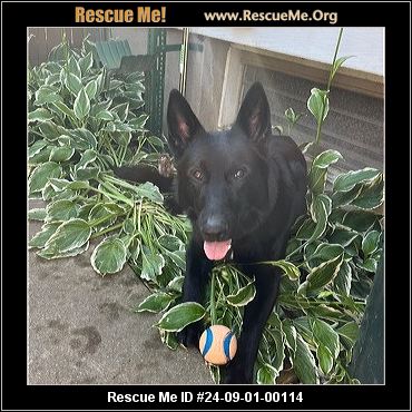 - Pennsylvania German Shepherd Rescue - ADOPTIONS - Rescue Me!