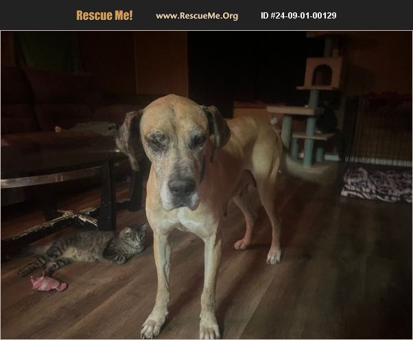 ADOPT 24090100129 ~ Great Dane Rescue ~ Independence, KS