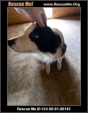 - New York Dog Rescue - ADOPTIONS - Rescue Me!