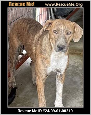 - Washington Golden Retriever Rescue - ADOPTIONS - Rescue Me!