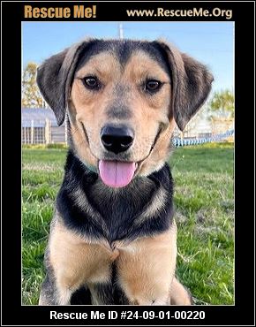 - Oklahoma Dog Rescue - ADOPTIONS - Rescue Me!