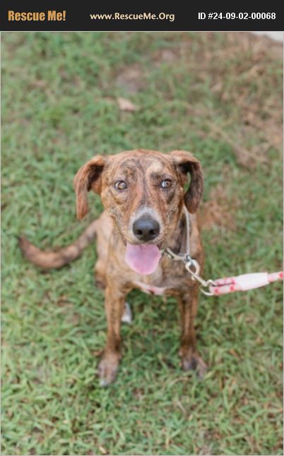 ADOPT 24090200068 ~ Mountain Cur Rescue ~ Farmville, NC