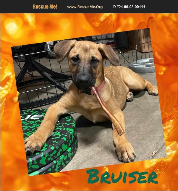 ADOPT 24090200111 ~ Boxer Rescue ~ Rancho Cucamonga, CA