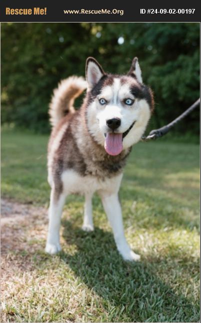 ADOPT 24090200197 ~ Siberian Husky Rescue ~ Farmville, NC
