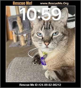 - Michigan Cat Rescue - ADOPTIONS - Rescue Me!