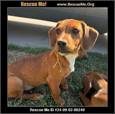 - Colorado Dog Rescue - ADOPTIONS - Rescue Me!