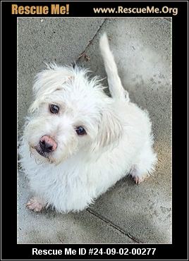 - Oregon Dog Rescue - ADOPTIONS - Rescue Me!