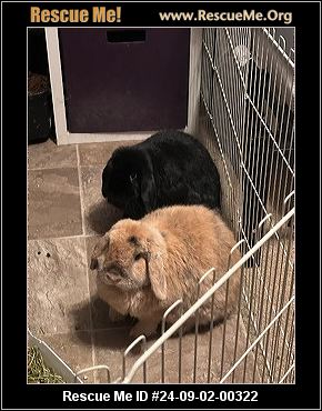 - New Jersey Rabbit Rescue - ADOPTIONS - Rescue Me!