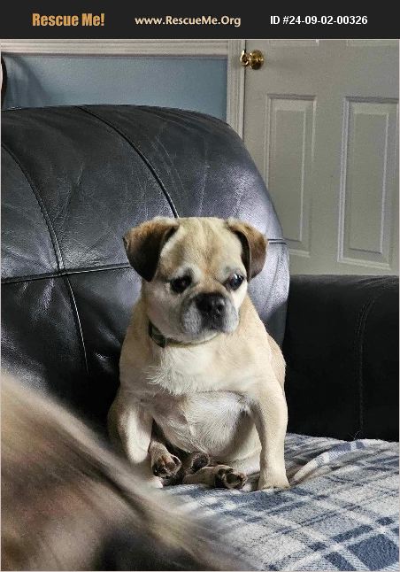 ADOPT 24090200326 ~ Pug Rescue ~ Eugene, OR