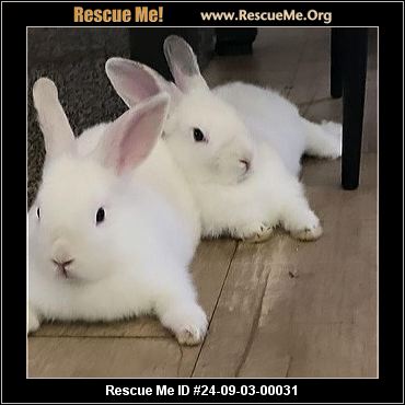 - California Rabbit Rescue - ADOPTIONS - Rescue Me!