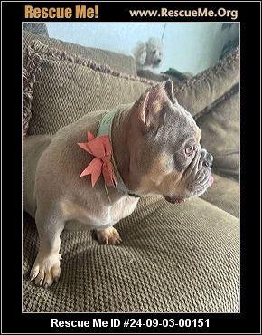 - Florida Bulldog Rescue - ADOPTIONS - Rescue Me!