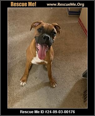 - Arizona Boxer Rescue - ADOPTIONS - Rescue Me!
