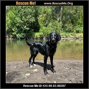 - Oregon Dog Rescue - ADOPTIONS - Rescue Me!