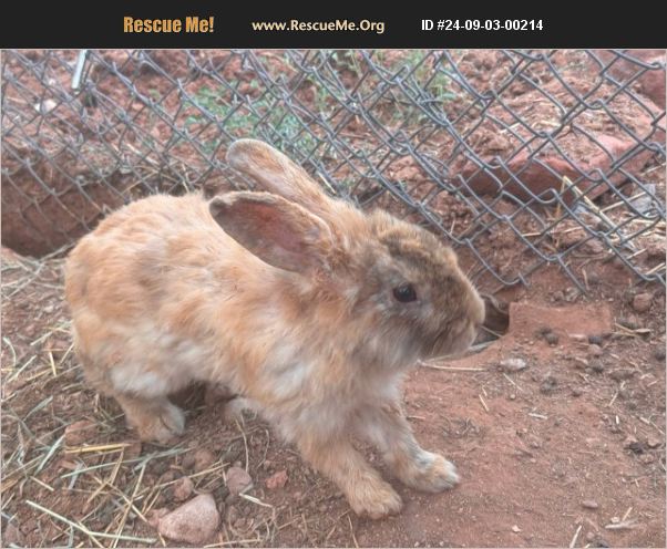ADOPT 24090300214 ~ Rabbit Rescue ~ Sedona, AZ