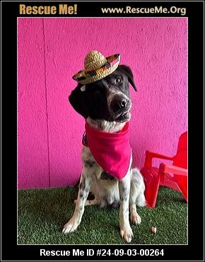 - California Border Collie Rescue - ADOPTIONS - Rescue Me!